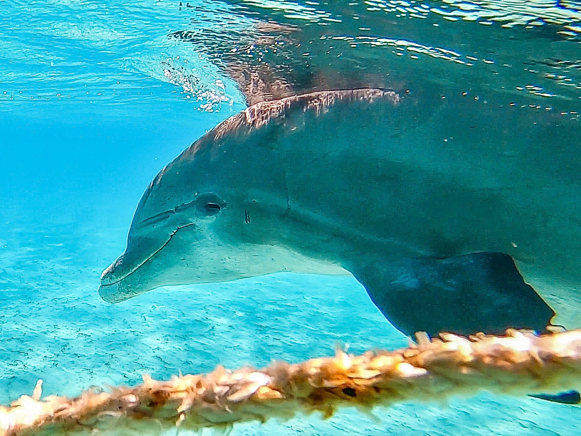 Jojo the Dolphin - A Turks and Caicos Celebrity!