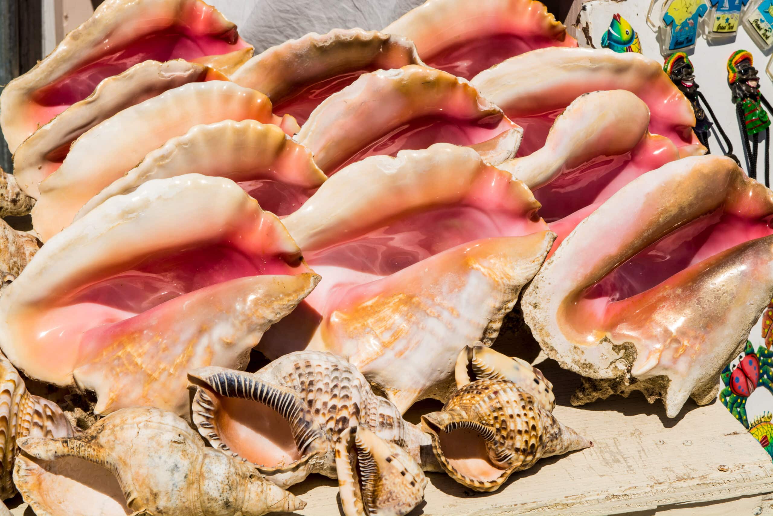 The Turks and Caicos Queen Conch: All You Need to Know